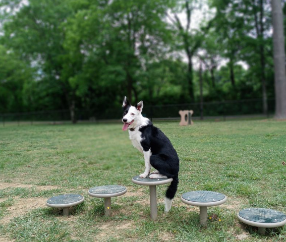 Paws Permitted - Georgia's Rome
